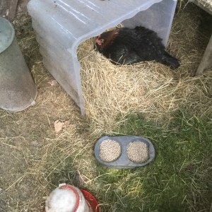 Scary Hen | Anne E Thompson