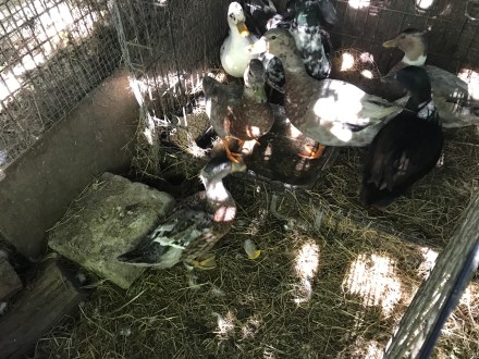 A Flaming Nuisance | Anne E Thompson