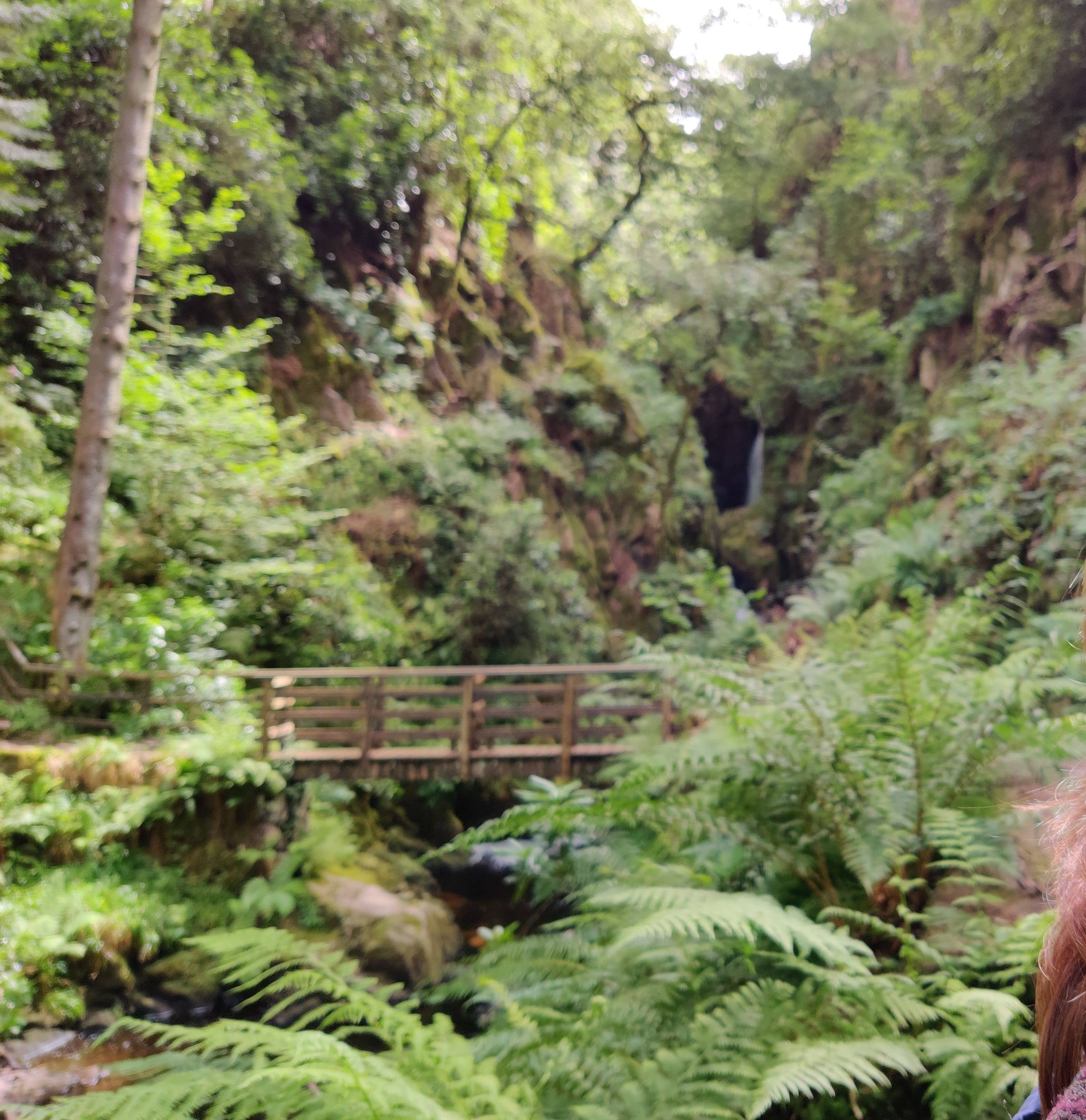 Walking to Stanley Ghyll Waterfall | Anne E Thompson