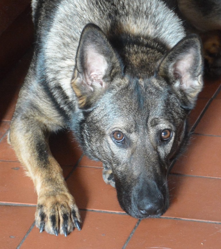 Meg’s Diary: When Another Dog Visits Part Two | Anne E Thompson